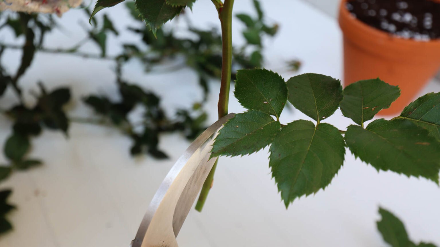 How to Propagate Roses From Cuttings in 6 Easy Steps