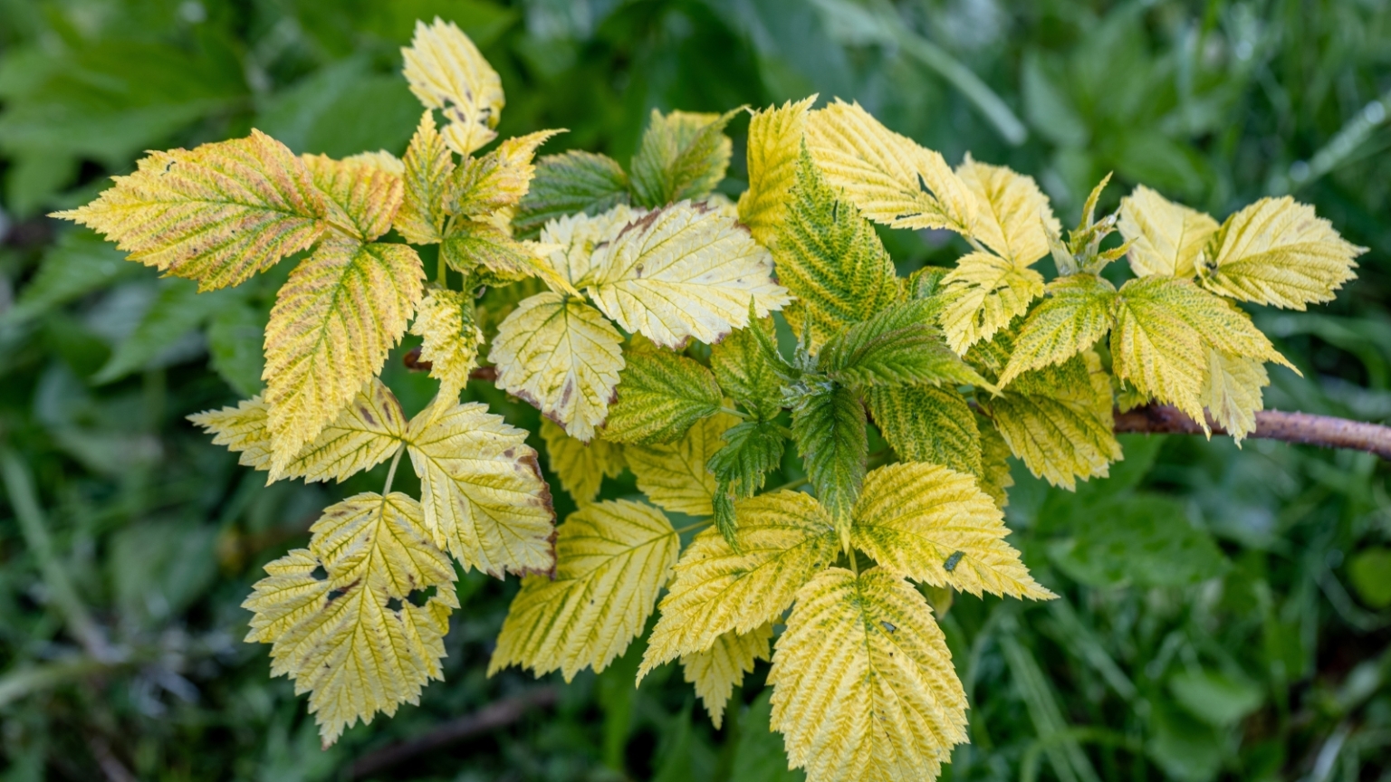 What Is Chlorosis? Treating Iron Deficiency in Plants
