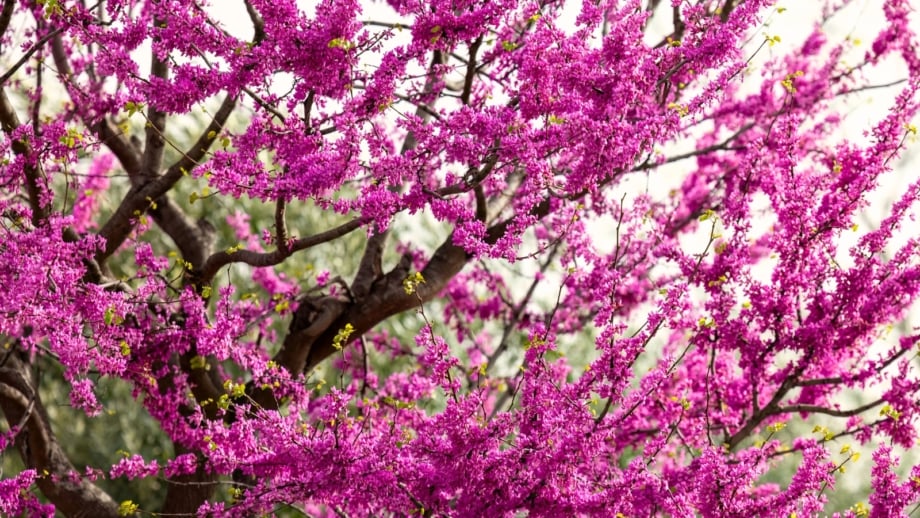 23 Different Redbud Tree Varieties For the Home Garden