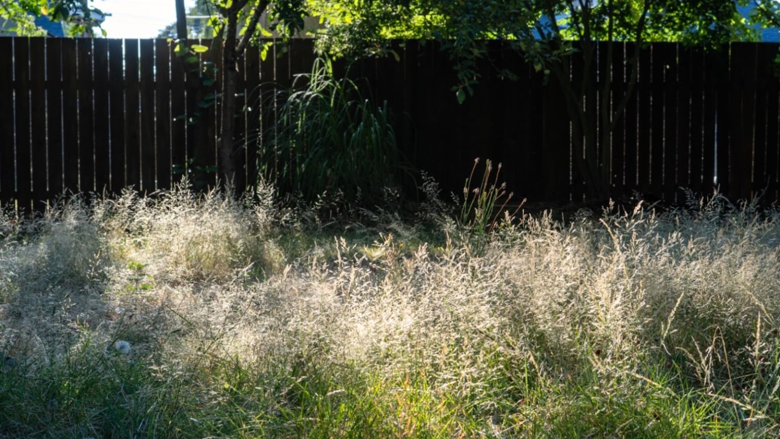 How to Rewild Your Backyard in 7 Easy Steps