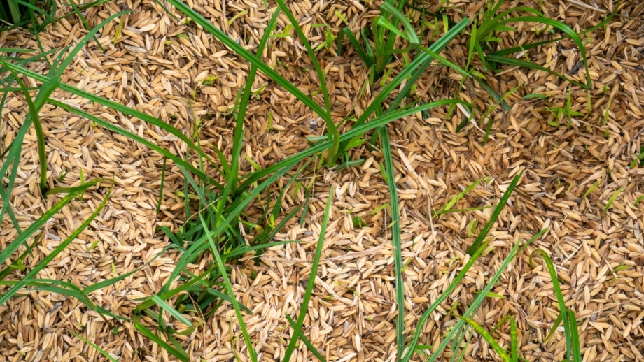 How and Why to Use Rice Hulls in the Garden