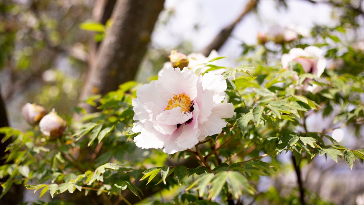How to Plant, Grow, and Care for Tree Peonies