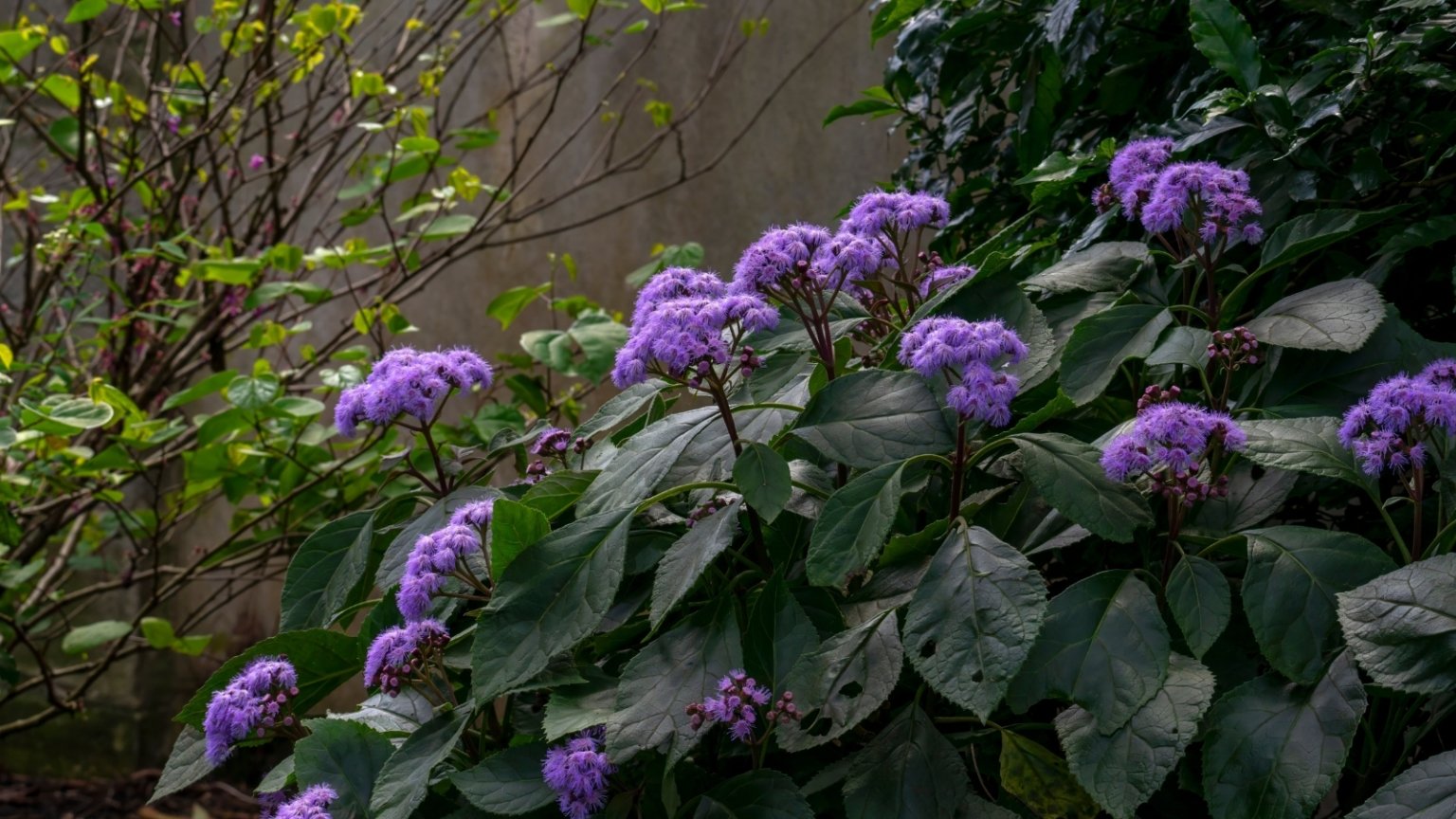 How to Plant, Grow, and Care For Blue Mistflower