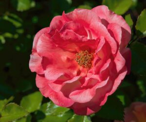 How to Plant, Grow, and Care for Drift Roses
