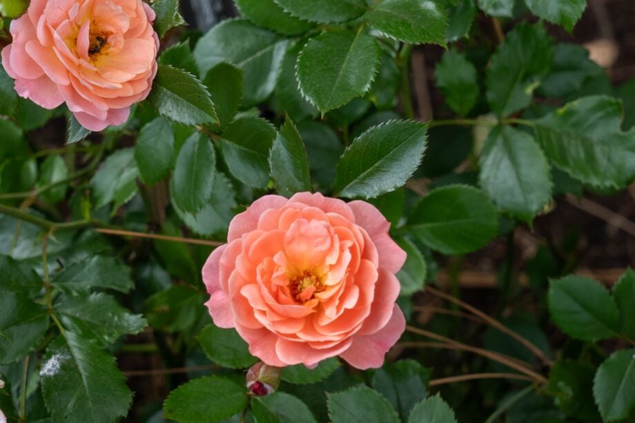 How to Plant, Grow, and Care for Drift Roses