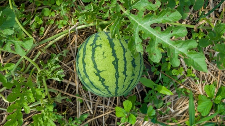 How to Plant, Grow, and Care for 'Sugar Baby' Watermelons