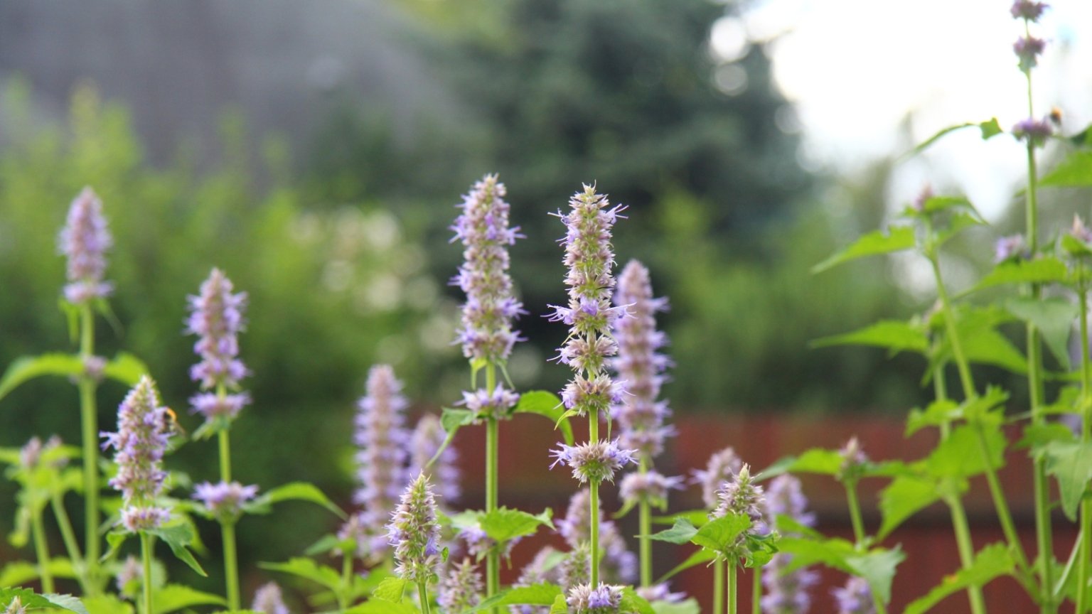 How to Plant, Grow, and Care for Patchouli
