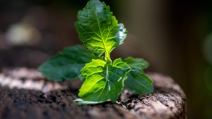 How to Plant, Grow, and Care for Patchouli
