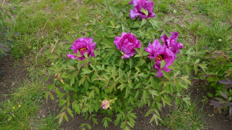How to Plant, Grow, and Care for Tree Peonies