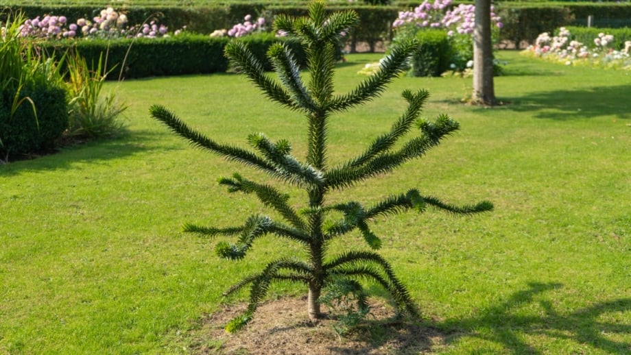 How to Plant, Grow, and Care for Monkey Puzzle Trees