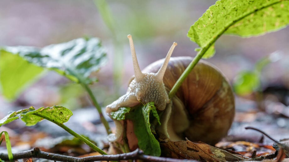 How to Identify and Control Snails and Slugs