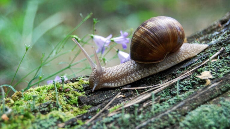 How to Identify and Control Snails and Slugs