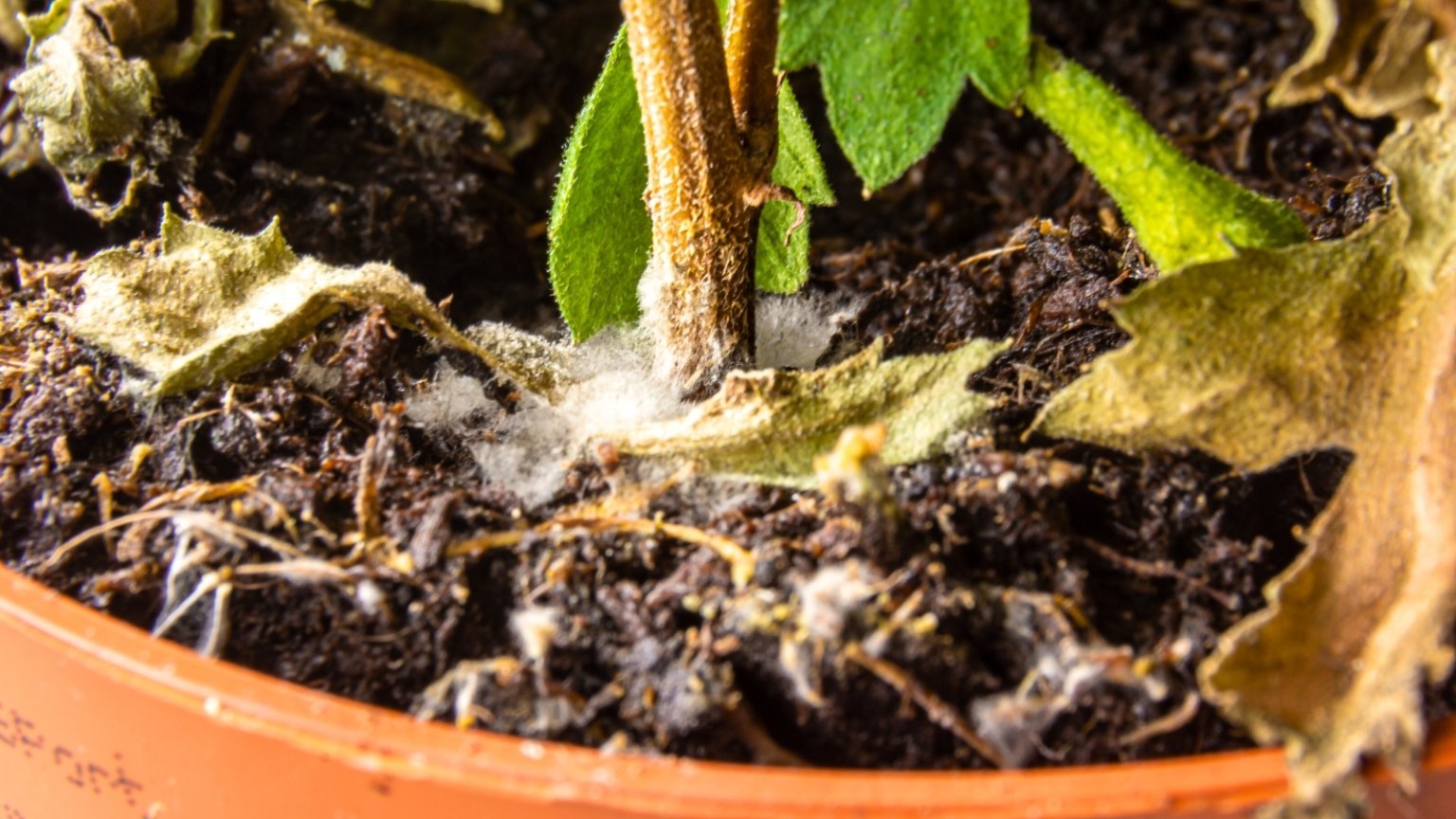 White Mold on Houseplant Soil: What it Means and What to Do