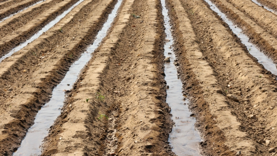 How to Prevent Soil Leaching in the Garden: 6 Expert Tips