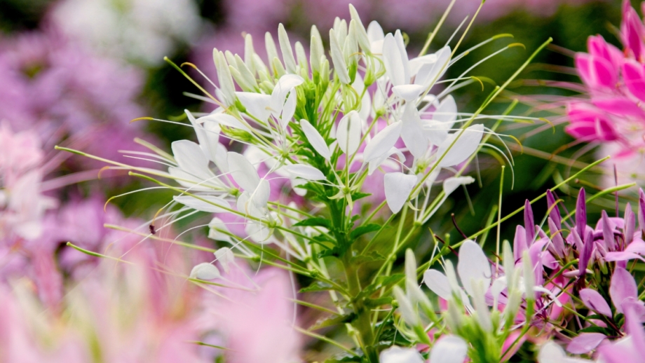 How to Plant, Grow, and Care for Cleome Flowers