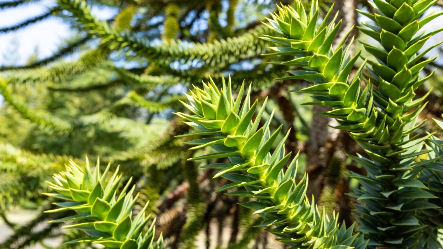 How to Plant, Grow, and Care for Monkey Puzzle Trees