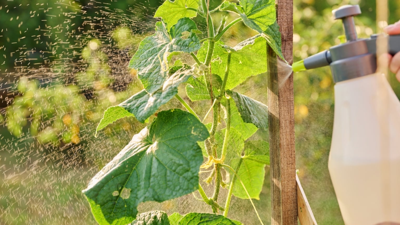 7 Benefits of Langbeinite Fertilizer