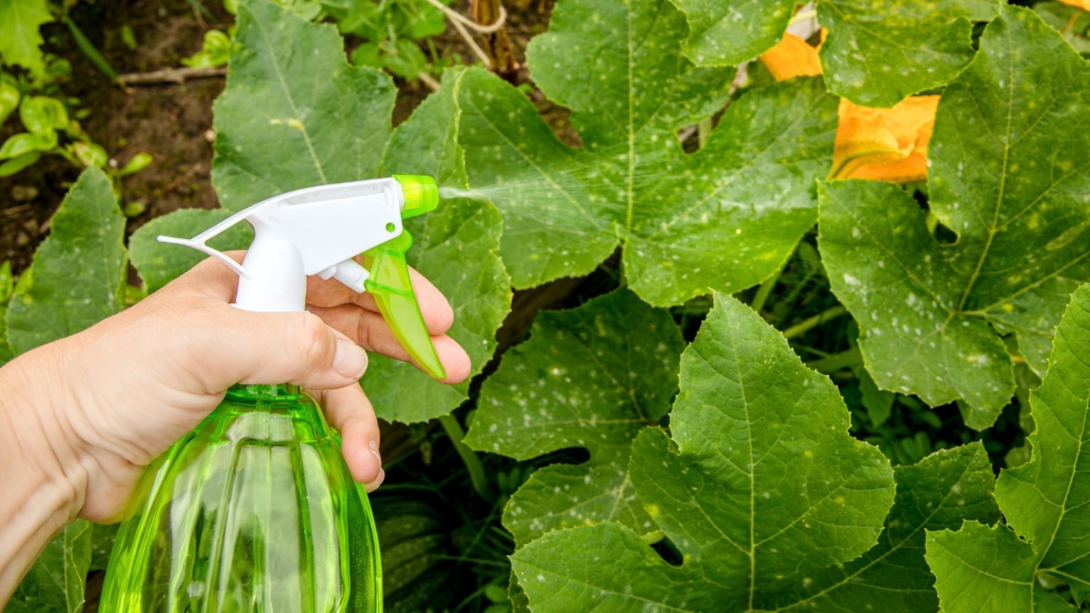 DIY Garden Fungal Sprays: Which Ones Actually Work?