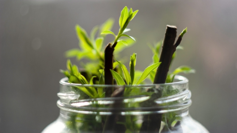 How to Plant, Grow, and Care For Weeping Willow Trees