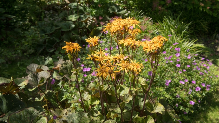 How to Plant, Grow, and Care For Ligularia