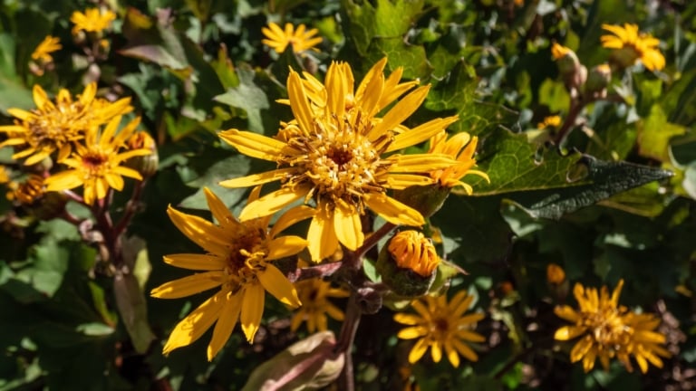 How to Plant, Grow, and Care For Ligularia