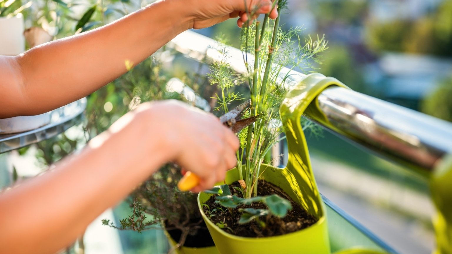 How To Create A Balcony Garden For Complete Beginners