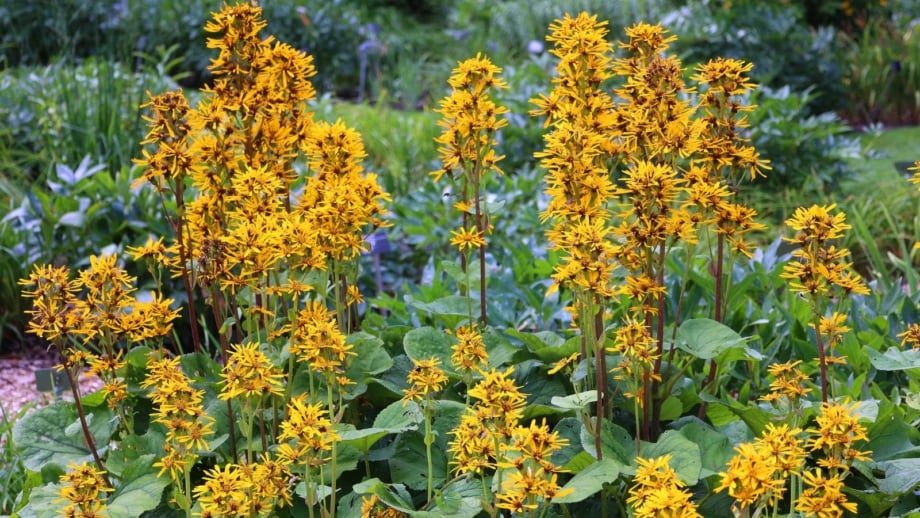 How to Plant, Grow, and Care For Ligularia
