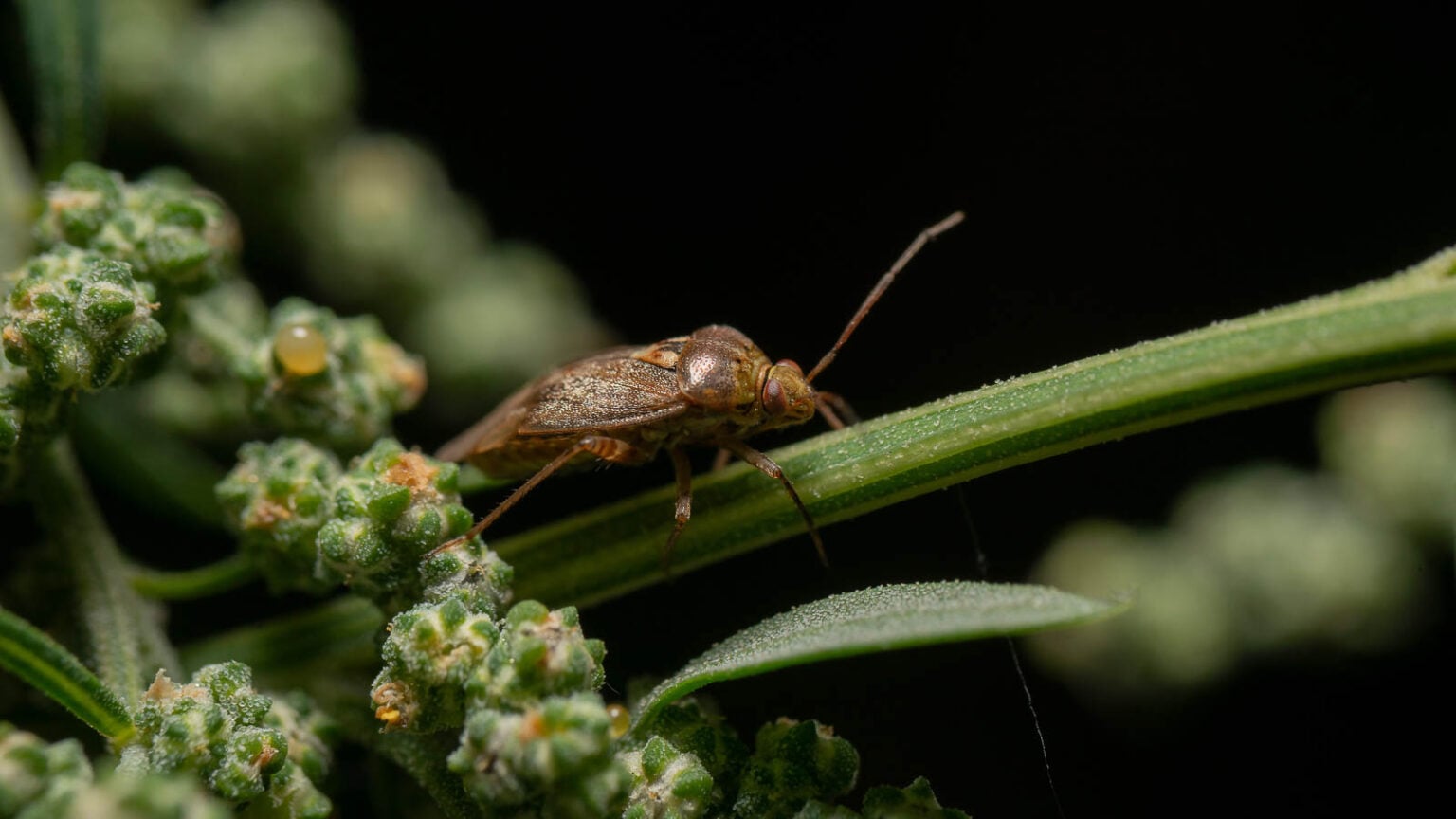 How to Identify, Control, and Prevent Tarnished Plant Bug