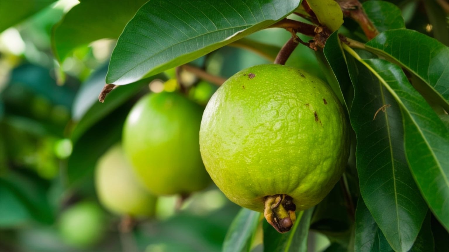 How to Plant, Grow, and Care For ‘Thai White’ Guava Trees