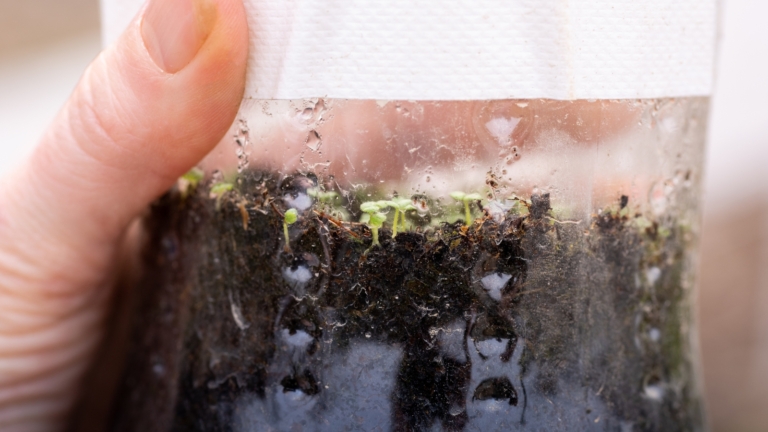 A Comprehensive Guide to Rose Propagation
