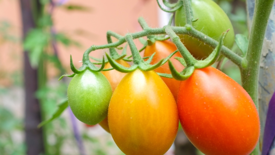 When To Harvest Your Fruits and Vegetables For Peak Flavor