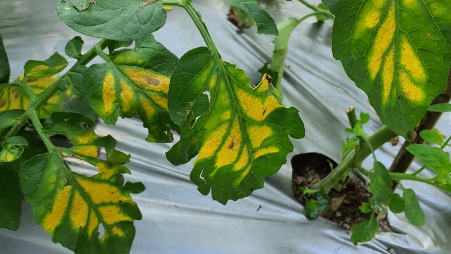 What Is Chlorosis? Treating Iron Deficiency in Plants