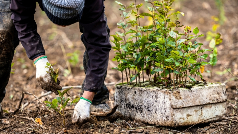 How to Plant, Grow, and Care for American Beech Trees