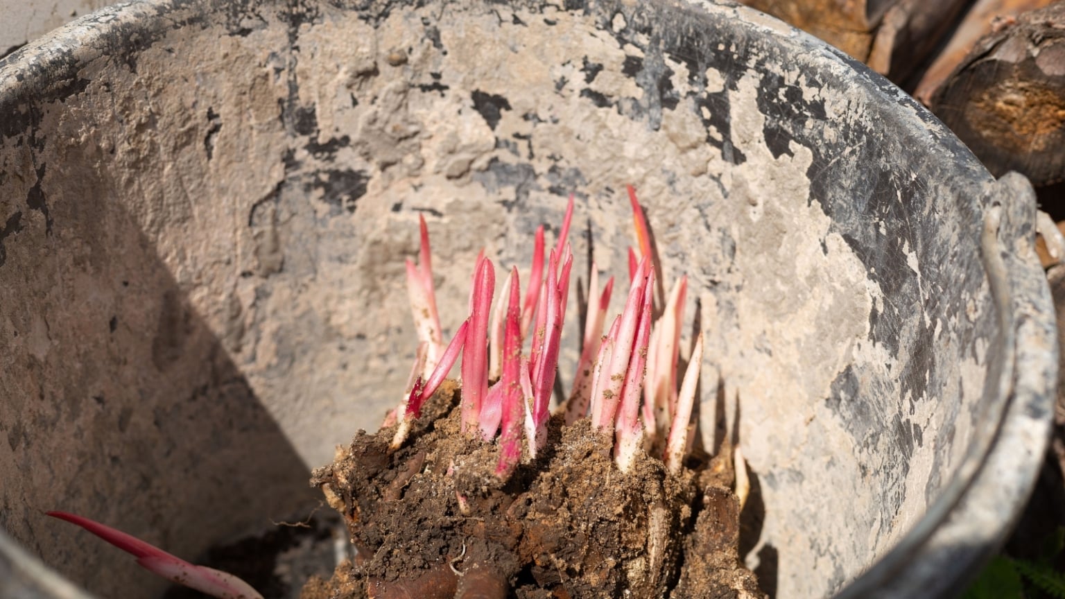 How to Plant, Grow, and Care for Tree Peonies