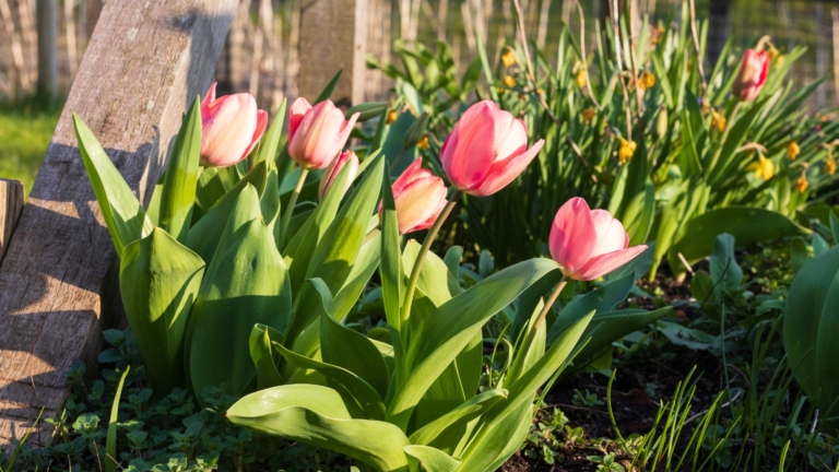 23 Easy Beginner Flowers You Can Still Plant This Year