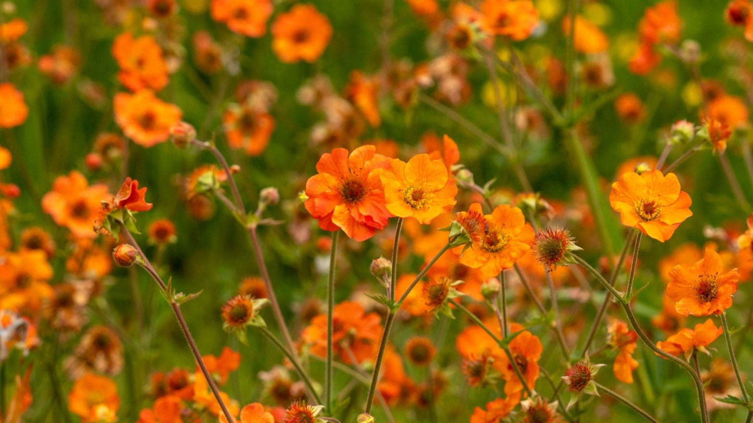 How to Plant, Grow, and Care For Geum Flowers