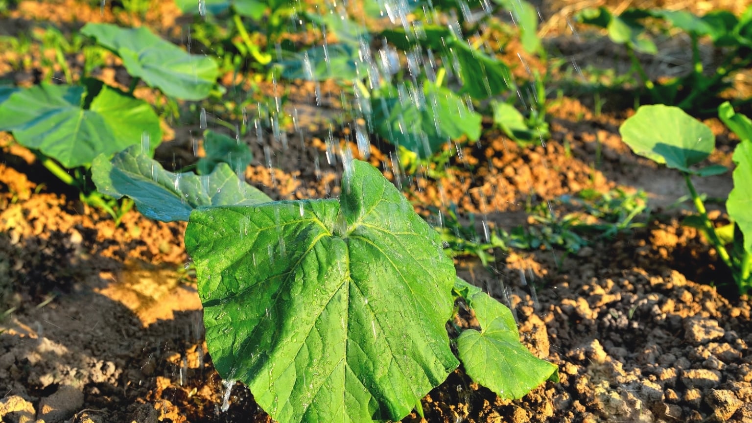 What’s Eating My Zucchini? 9 Pests to Watch For