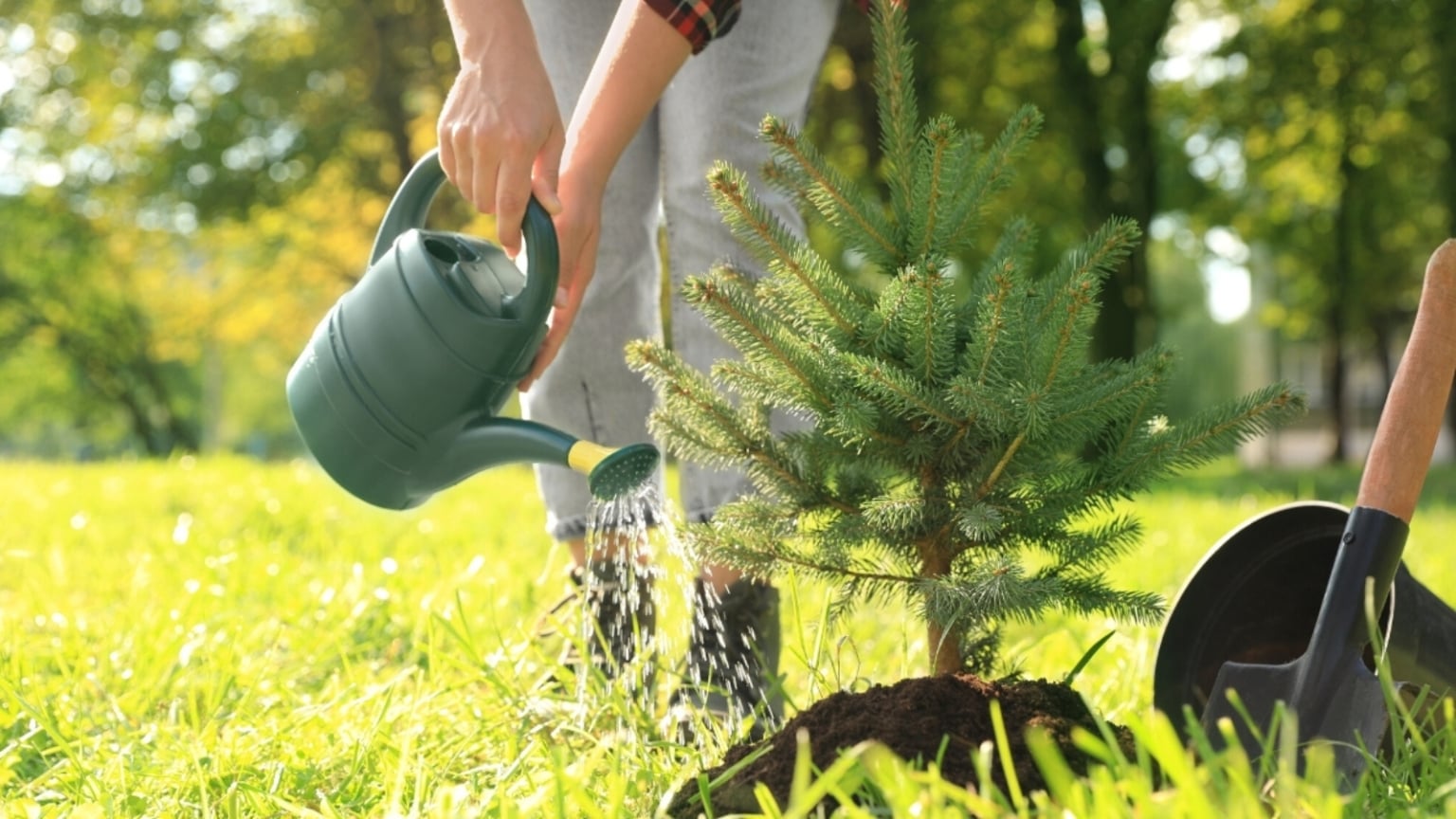 Don’t Make These Common Tree Planting Mistakes
