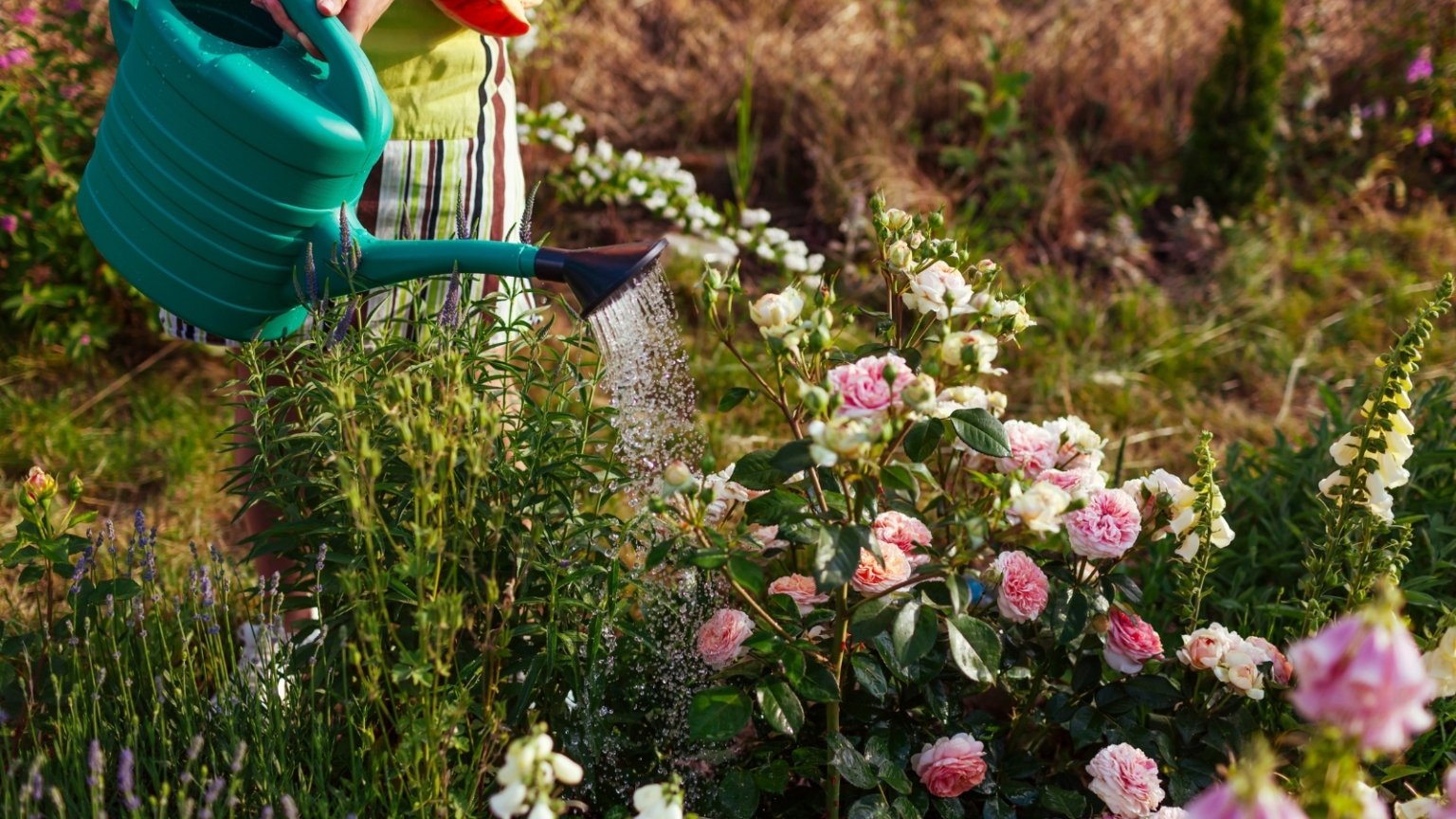 10 Pro Tips For Treating Powdery Mildew on Roses