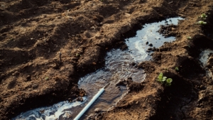 How to Prevent Soil Leaching in the Garden: 6 Expert Tips