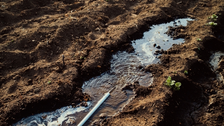 How to Prevent Soil Leaching in the Garden: 6 Expert Tips