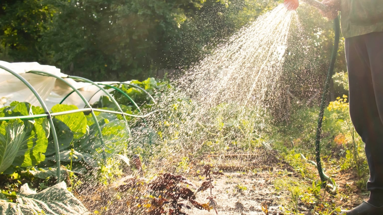 How to Prevent Soil Leaching in the Garden: 6 Expert Tips