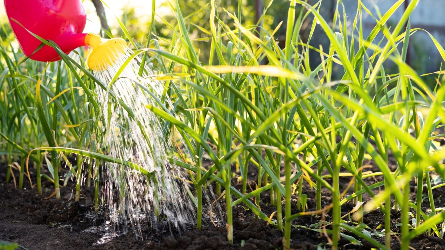 How to Plant, Grow, and Care for Hardneck Garlic