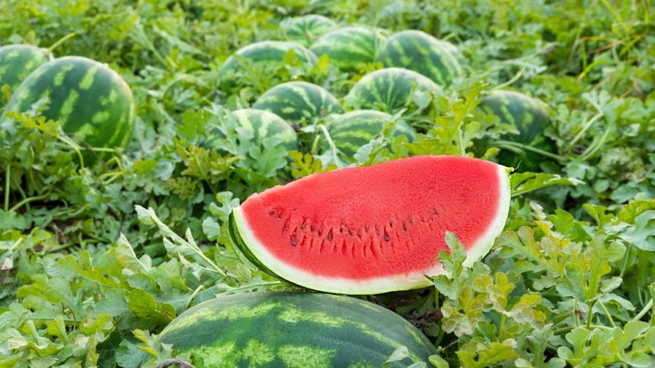 When To Harvest Your Fruits and Vegetables For Peak Flavor