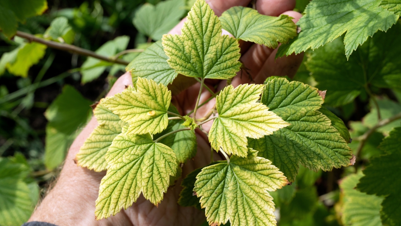 What Is Chlorosis? Treating Iron Deficiency in Plants