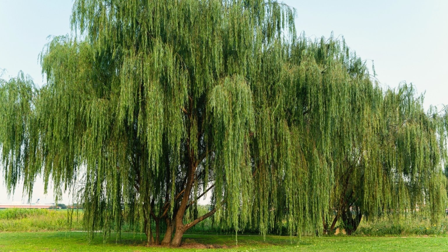 How to Plant, Grow, and Care For Weeping Willow Trees