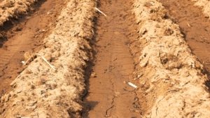 How to Prevent Soil Leaching in the Garden: 6 Expert Tips
