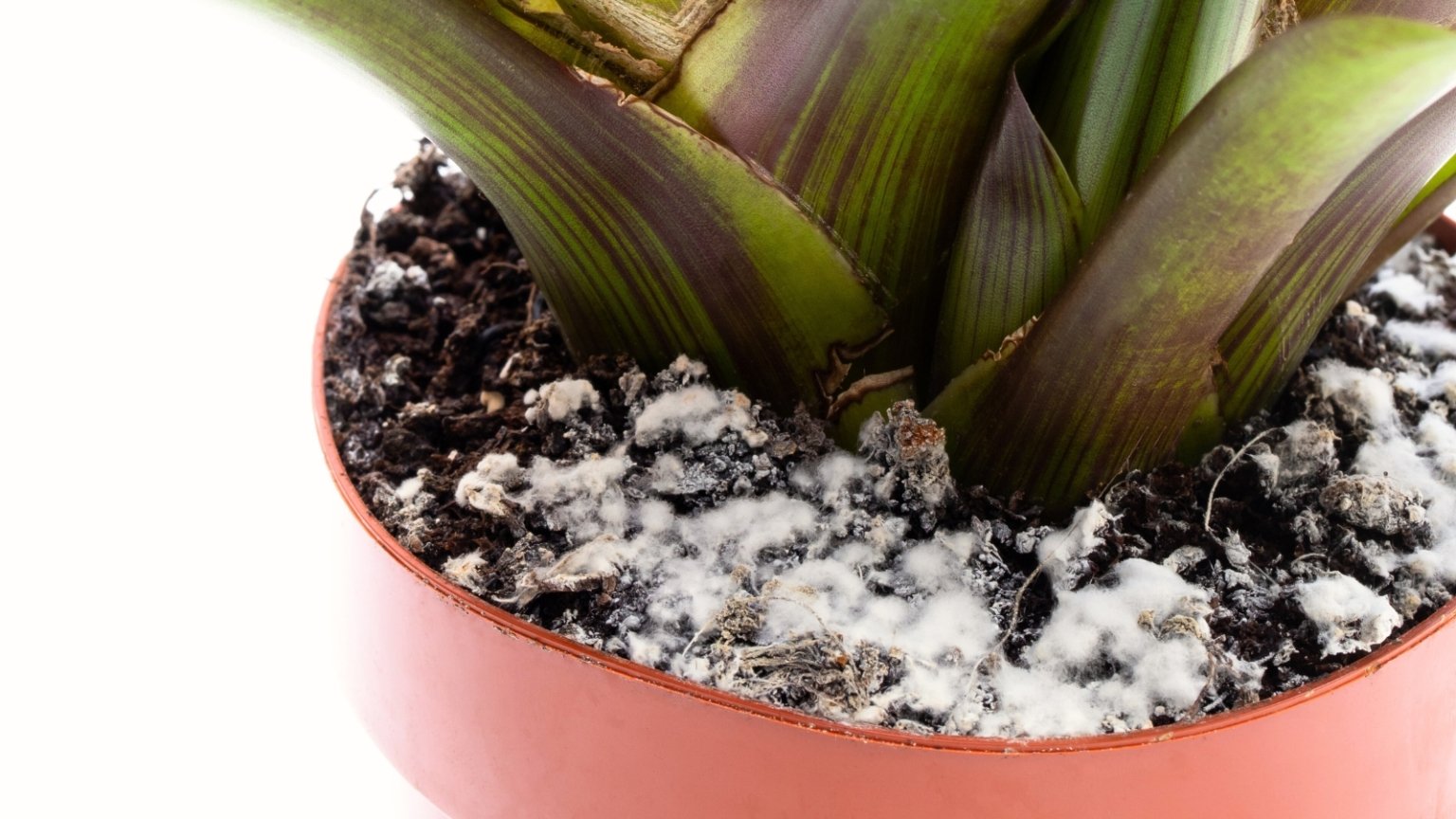 White Mold on Houseplant Soil: What it Means and What to Do