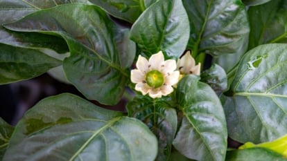 A Comprehensive Guide to Creating Your Own Hybrid Peppers