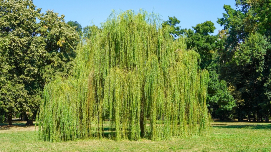 How to Plant, Grow, and Care For Weeping Willow Trees